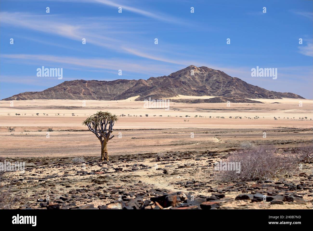 Namibian tree in a deserted area under the sunlight and a blue sky in ...