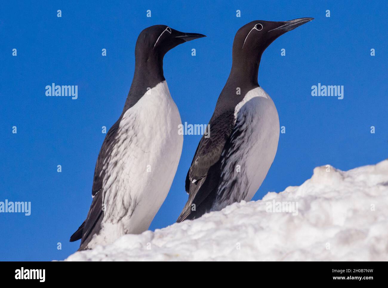 Common murre or common guillemot (Uria aalge), in the snow, protected ...