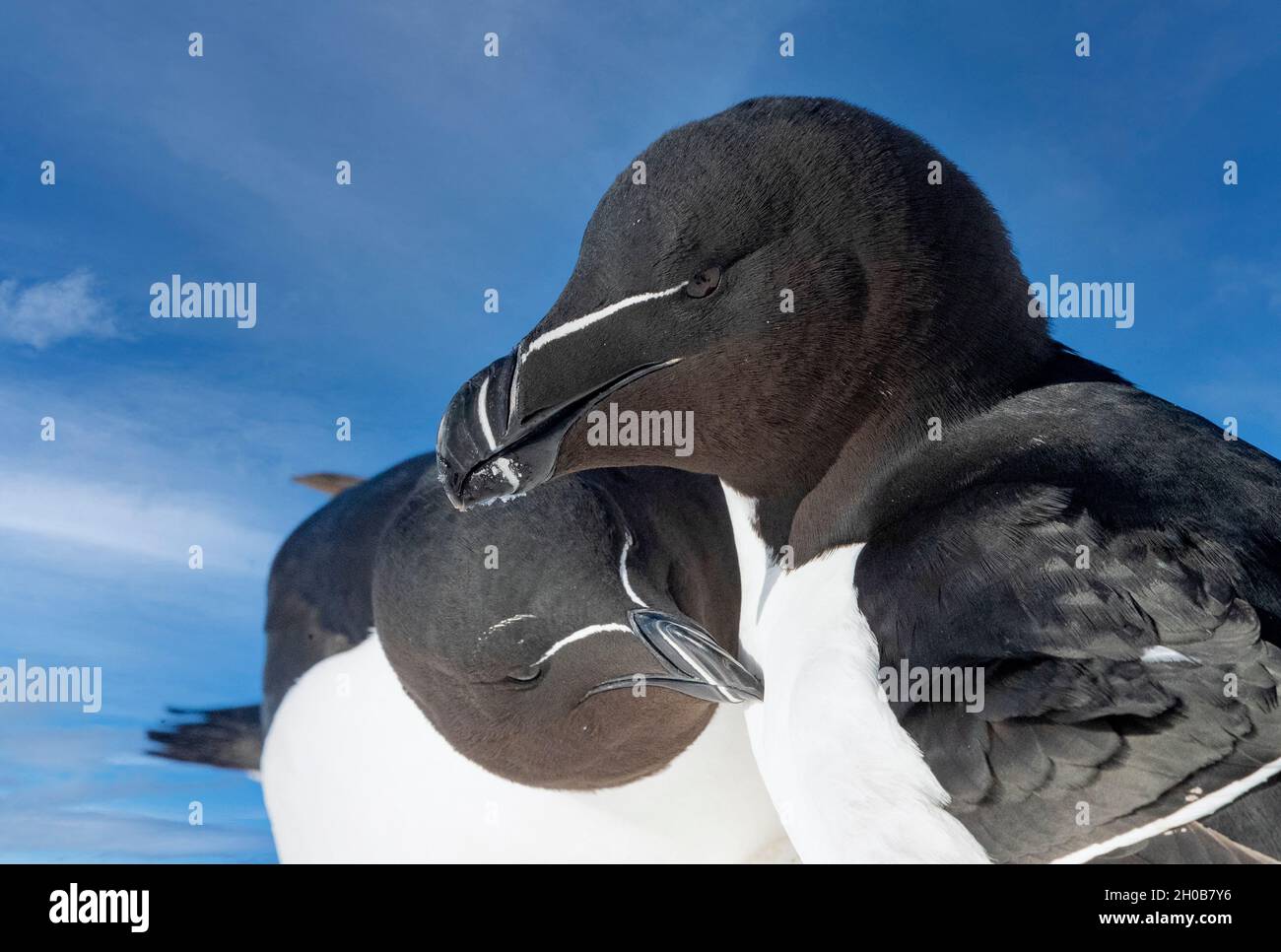 Razorbill or Torda penguin (Alca torda), in the snow, protected island ...