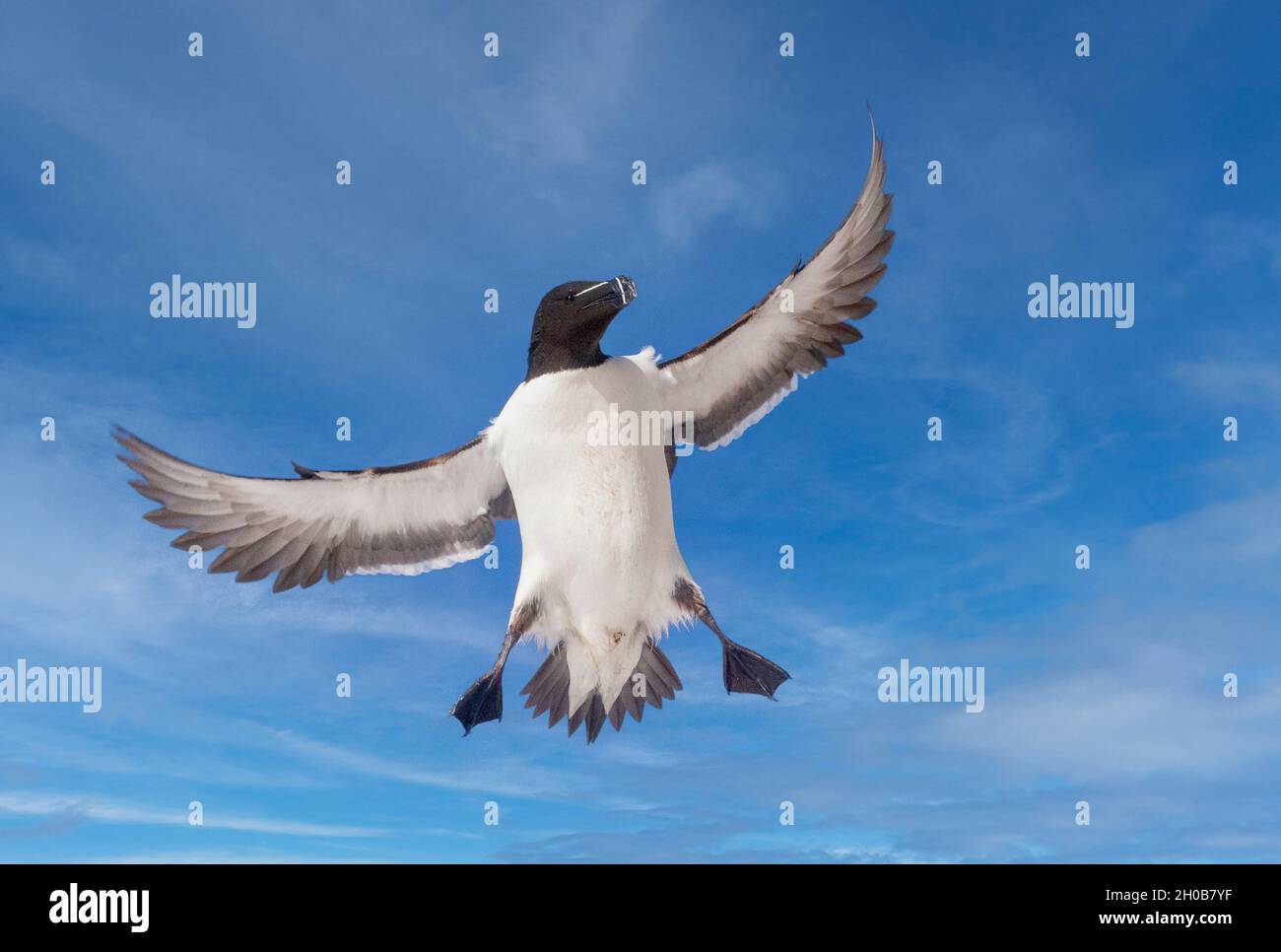 Razorbill or Torda penguin (Alca torda), in flight, protected island ...