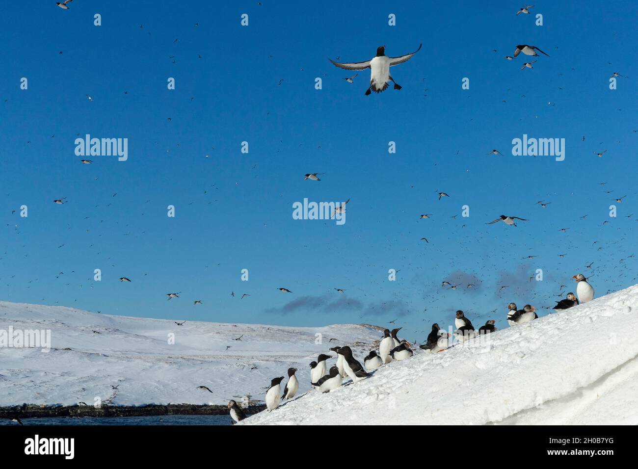Razorbill or Torda penguin (Alca torda), Common murre or common ...