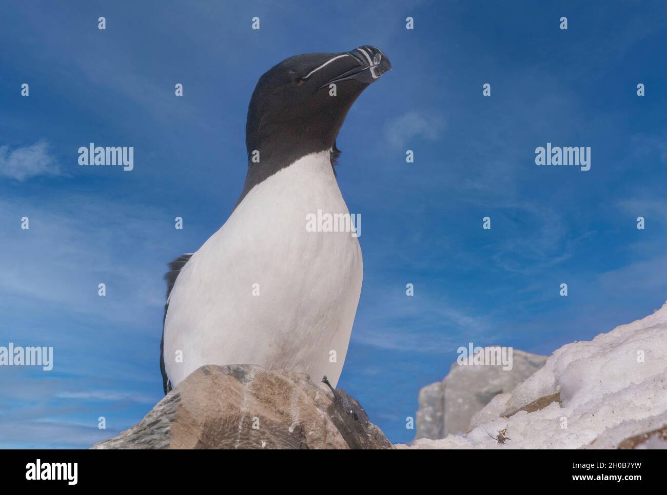 Razorbill or Torda penguin (Alca torda), in the snow, protected island ...