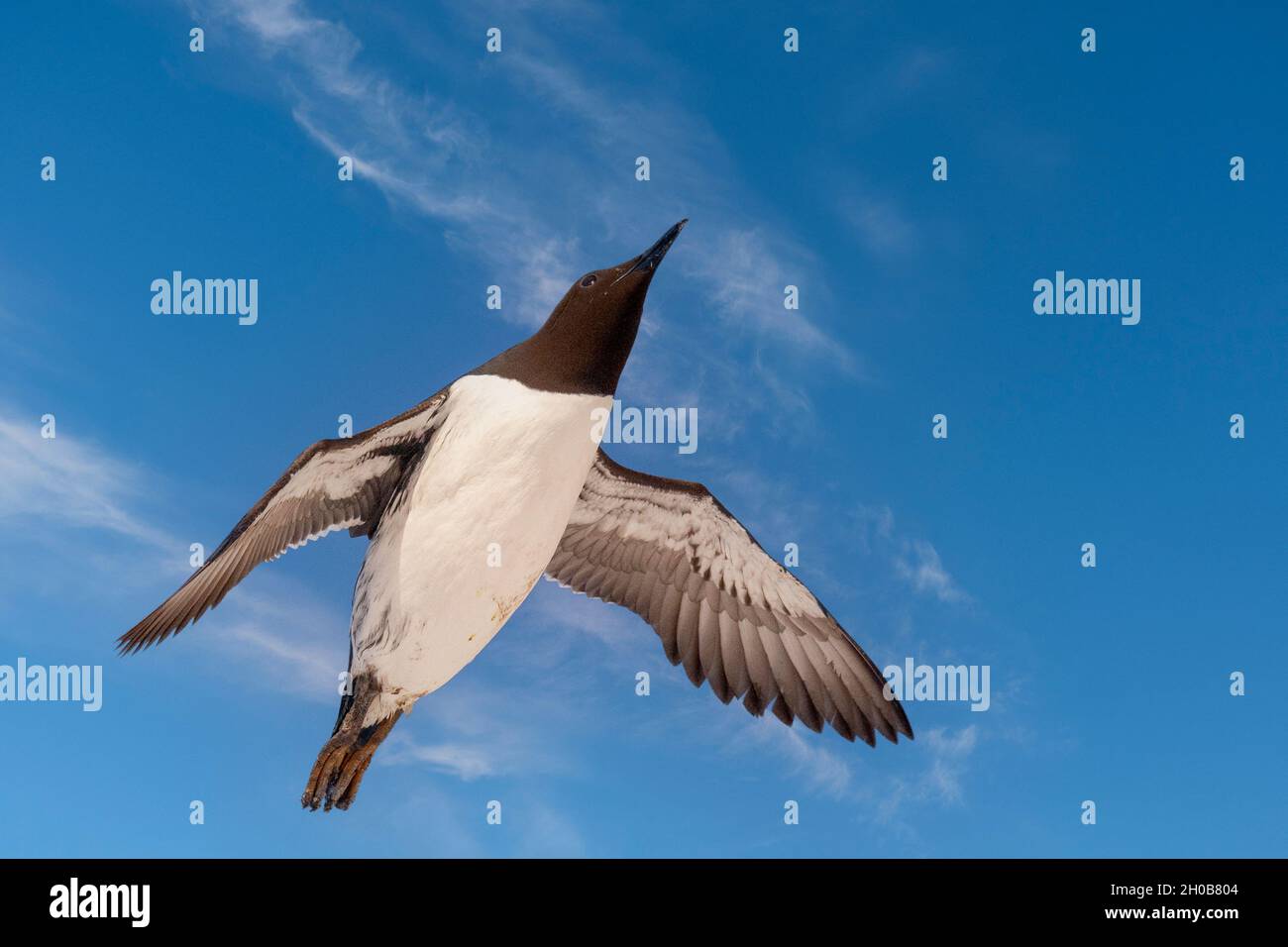 Common murre or common guillemot (Uria aalge), in flight, protected ...