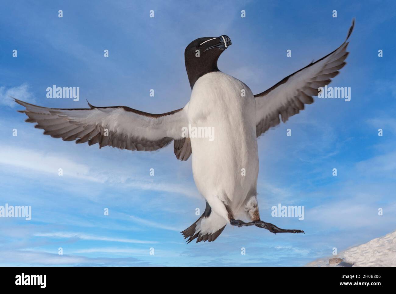 Razorbill or Torda penguin (Alca torda), in flight, protected island ...