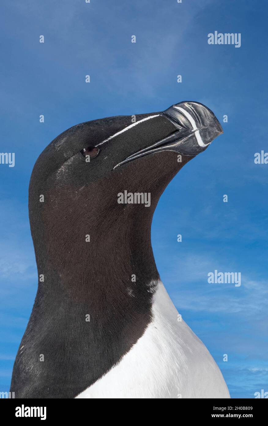 Razorbill Alca Torda Single Adult High Resolution Stock Photography and Images - Alamy