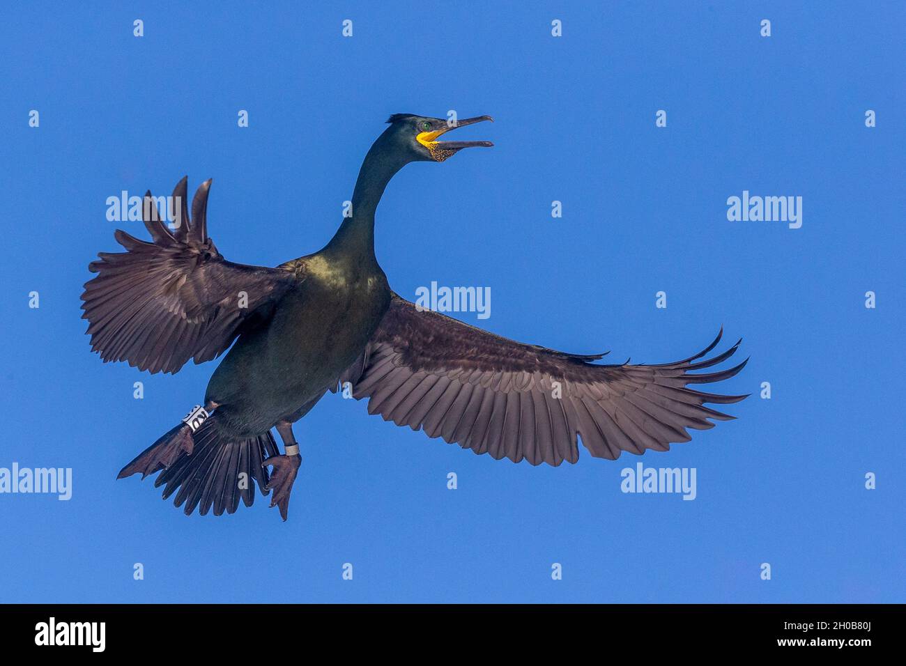 European shag in flight hi-res stock photography and images - Alamy