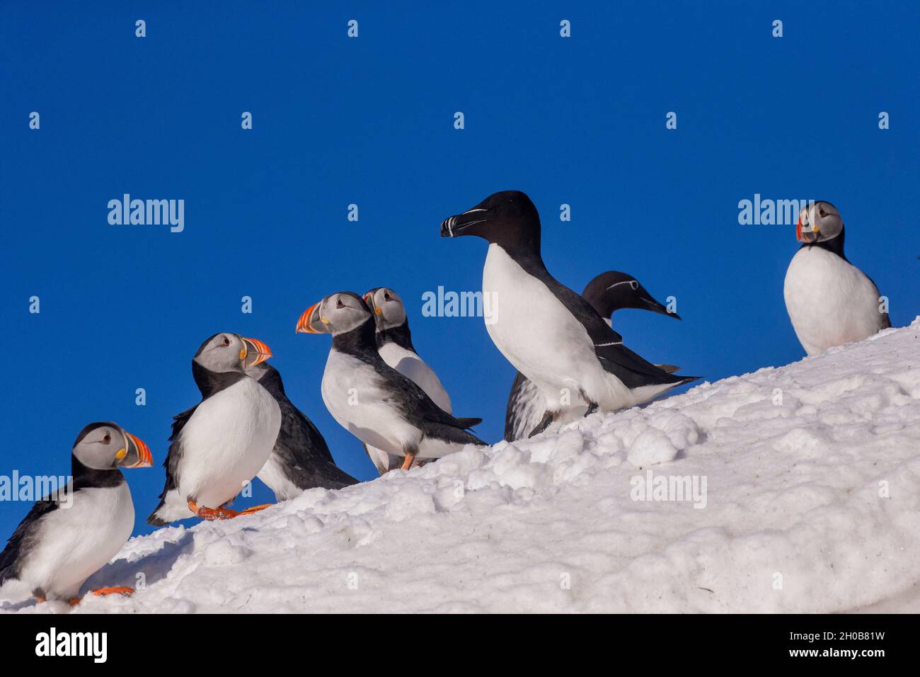 Razorbill or Torda penguin (Alca torda), Common murre or common ...