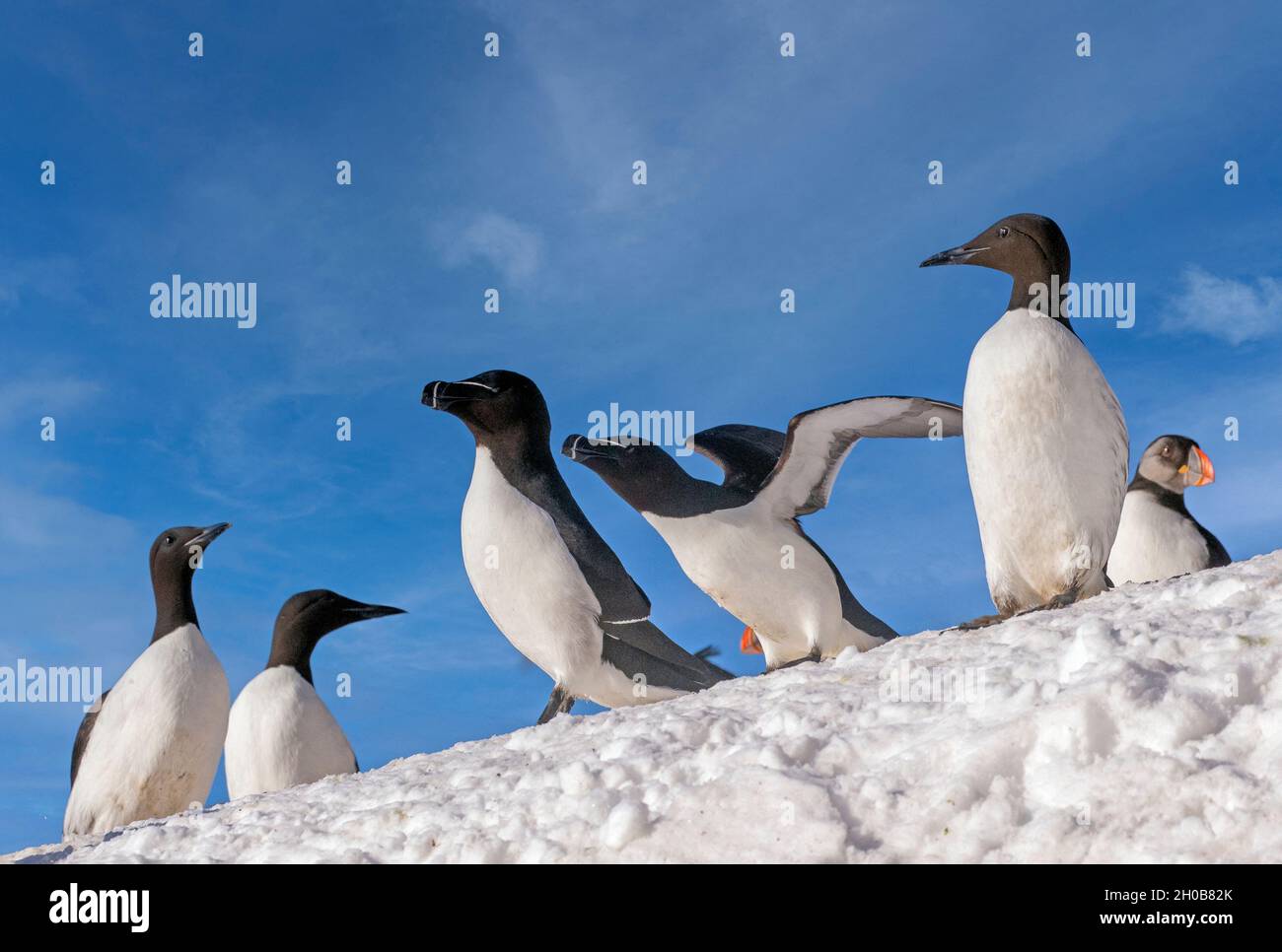 Razorbill or Torda penguin (Alca torda), in the snow, protected island ...