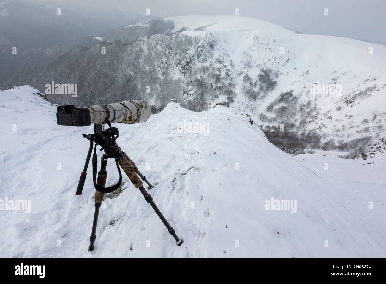 Camera shooting Alpine Chamois (Rupicapra rupicapra), Vosges, France ...