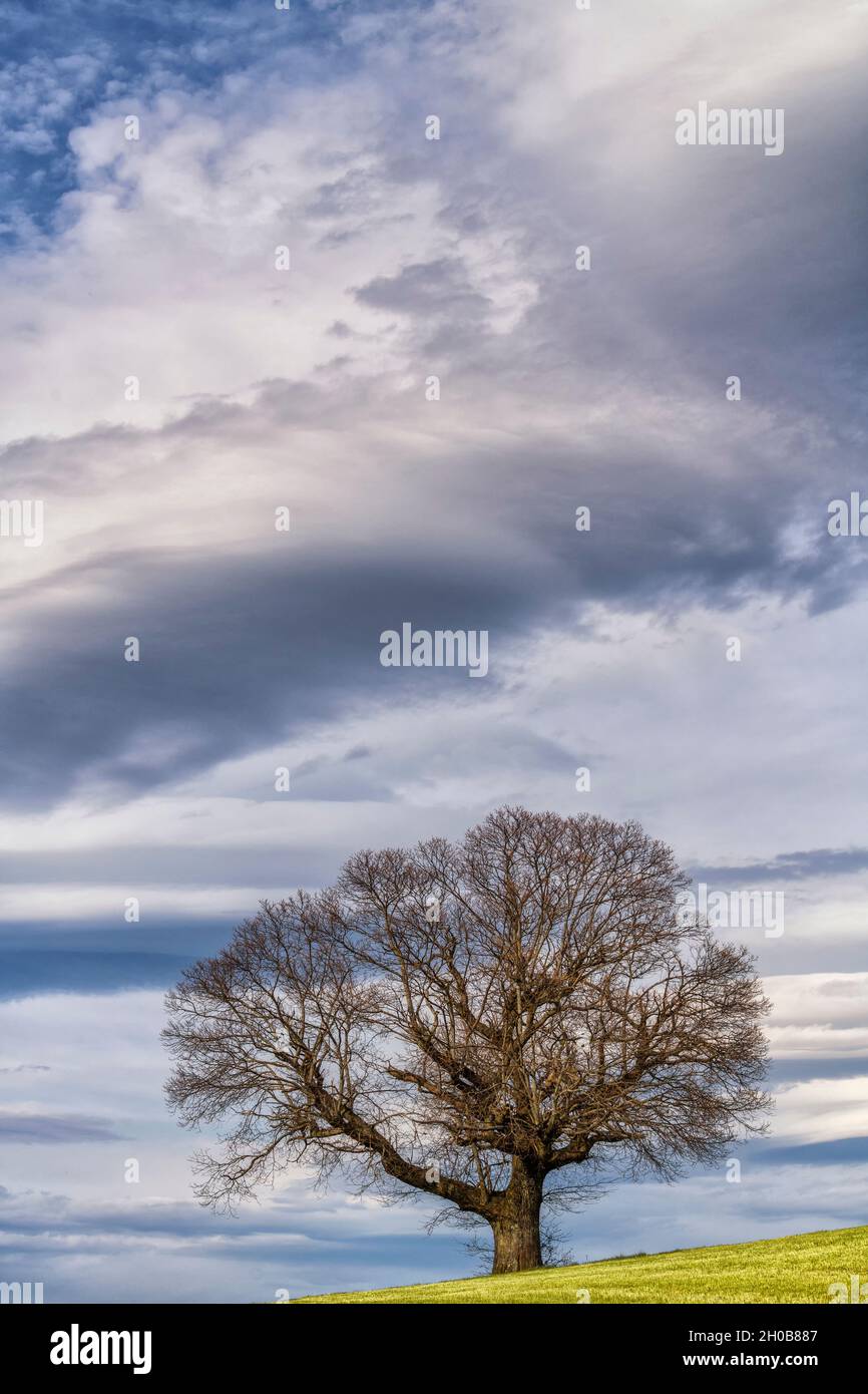 Old chestnut tree hi-res stock photography and images - Alamy