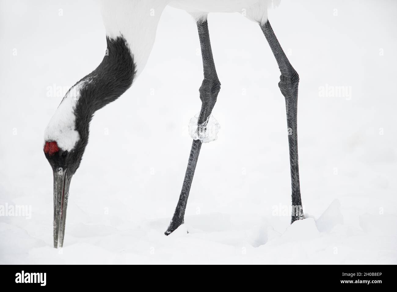 Japanese crane snow one leg hi-res stock photography and images - Alamy