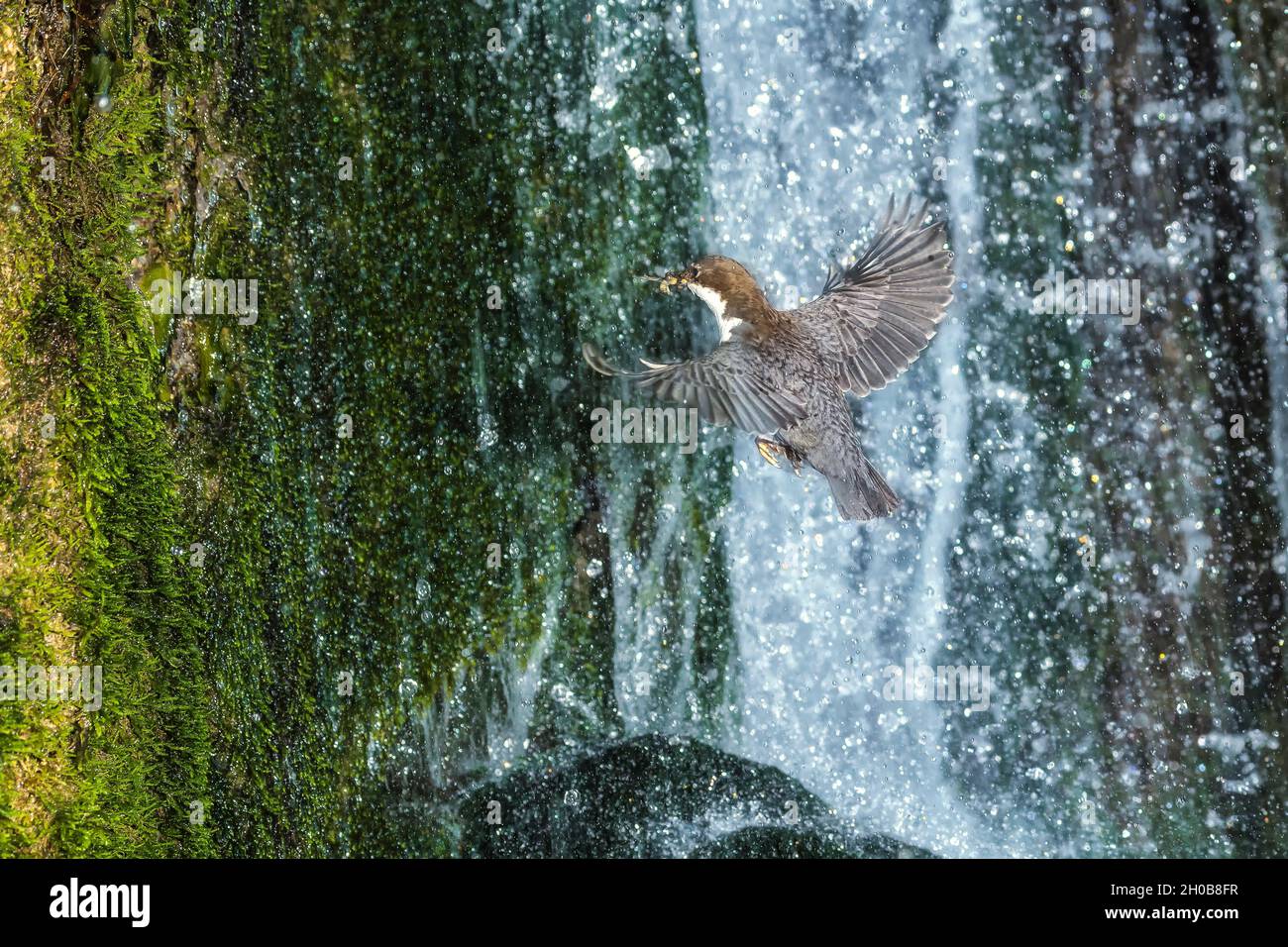 White-throated Dipper (Cinclus cinclus) feeding its chicks. The nest is ...