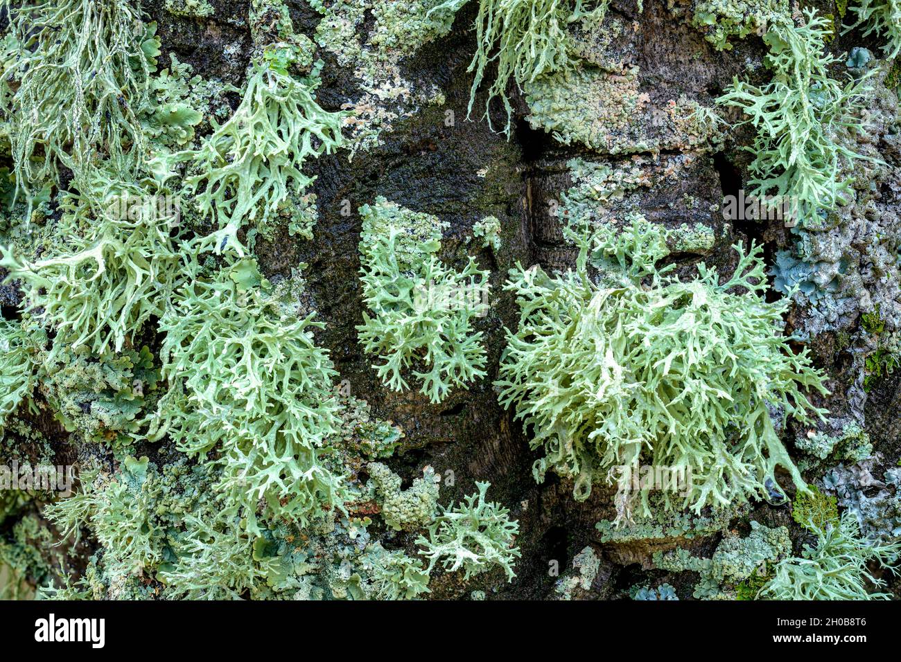 Strap lichen ramalina sp hi-res stock photography and images - Alamy