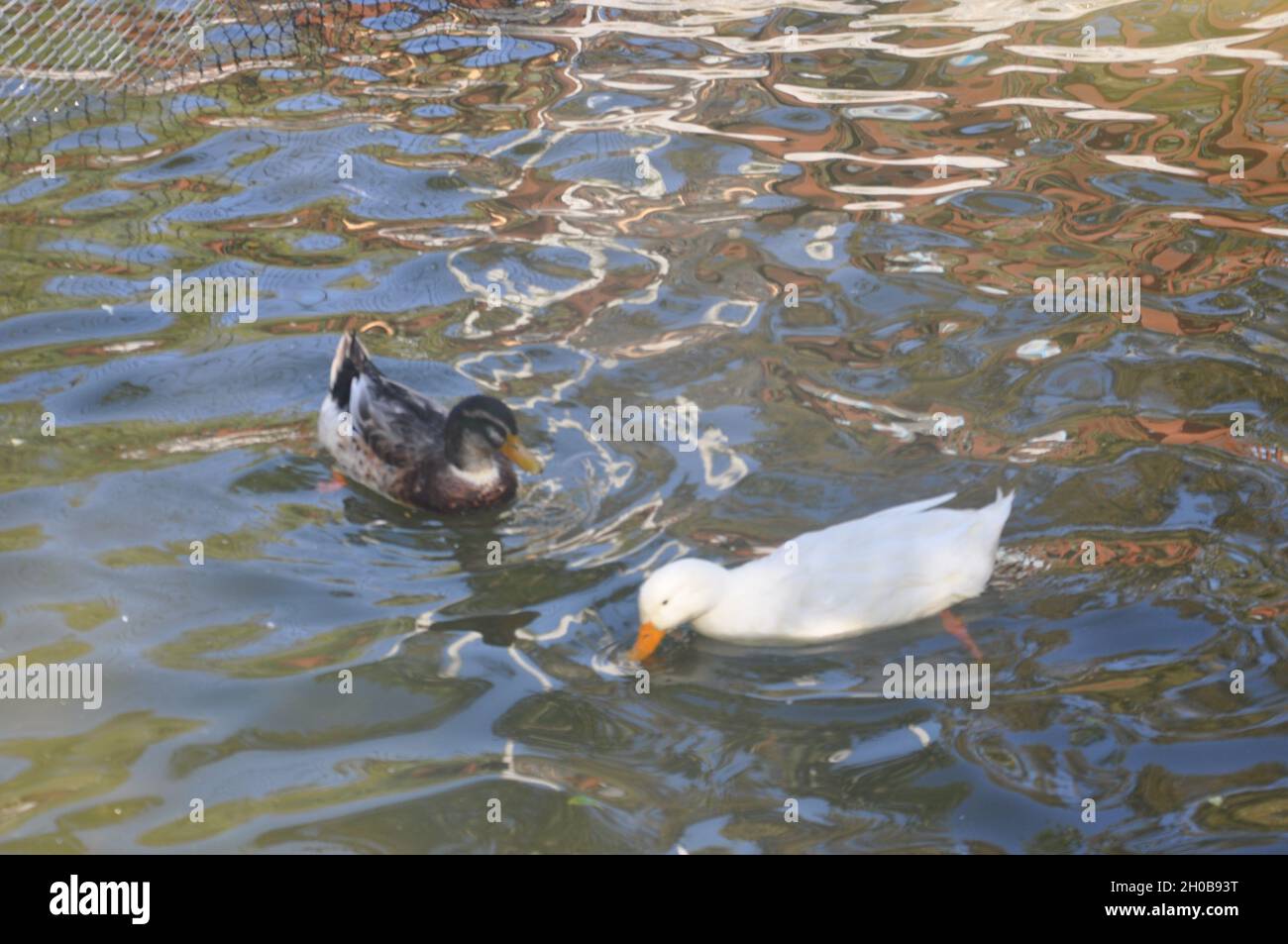 Ducks at the pool Stock Photo - Alamy