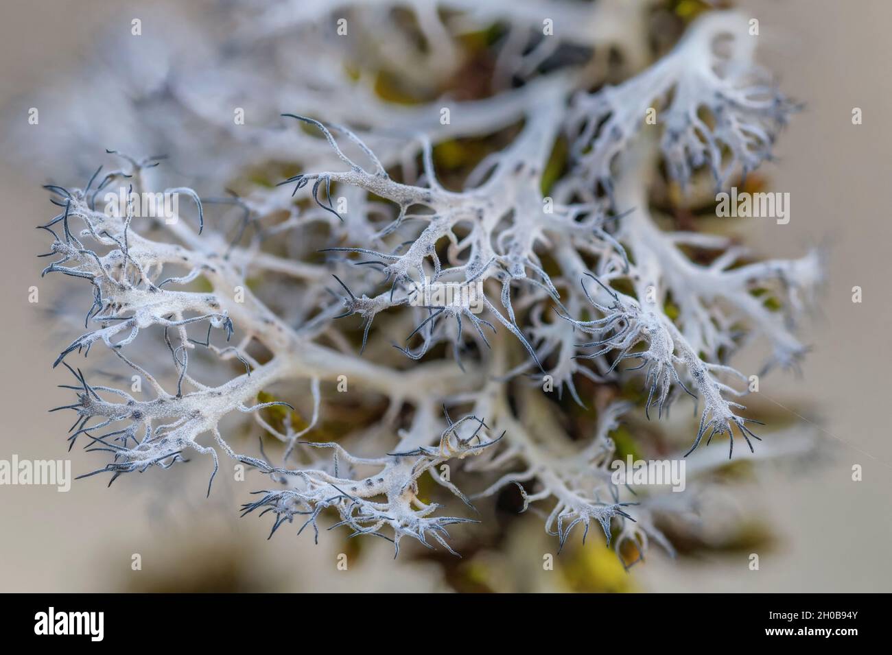 Anaptychia ciliaris hi-res stock photography and images - Alamy