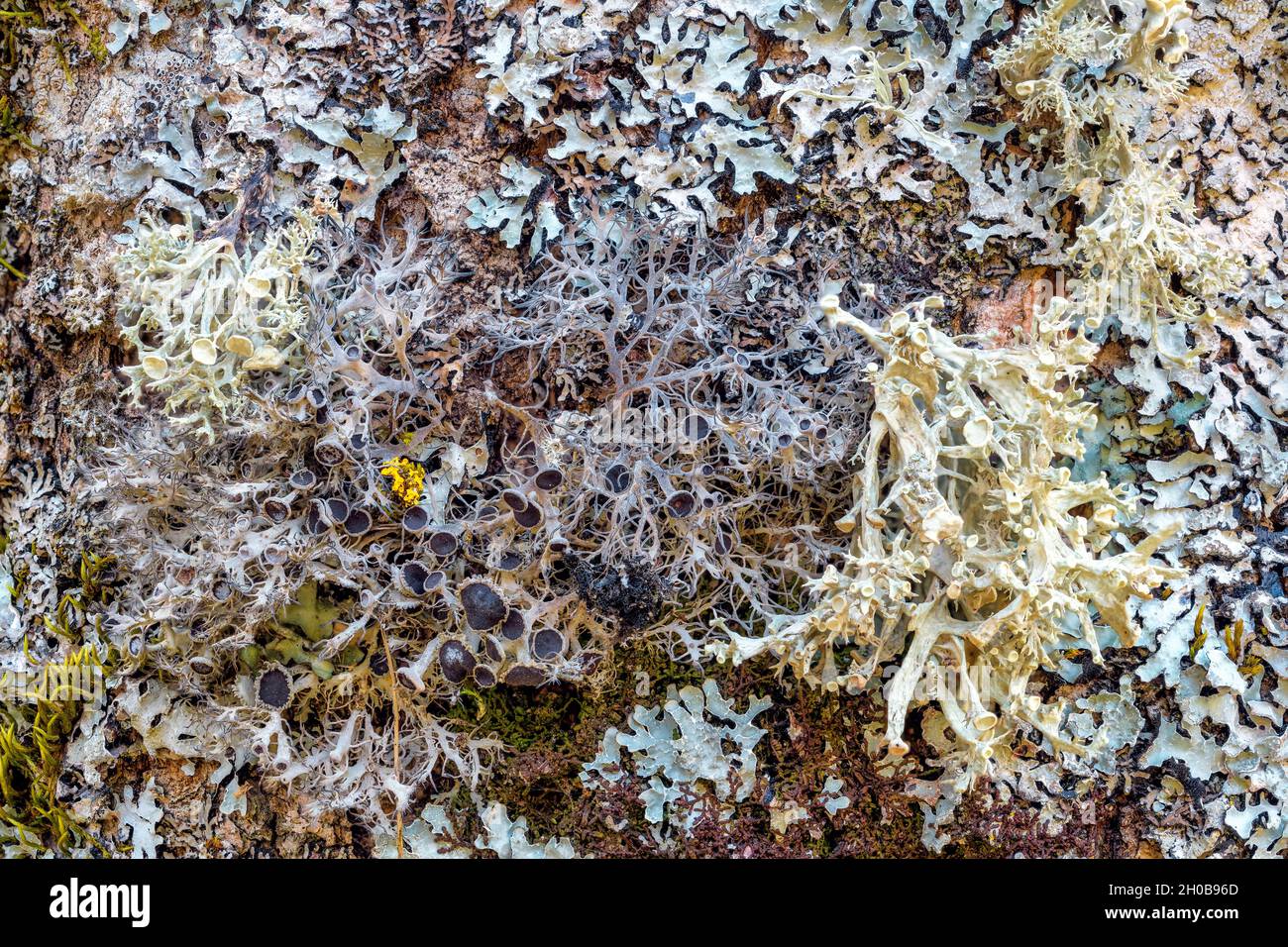 Cartilage lichen ramalina fraxinea hi-res stock photography and images ...