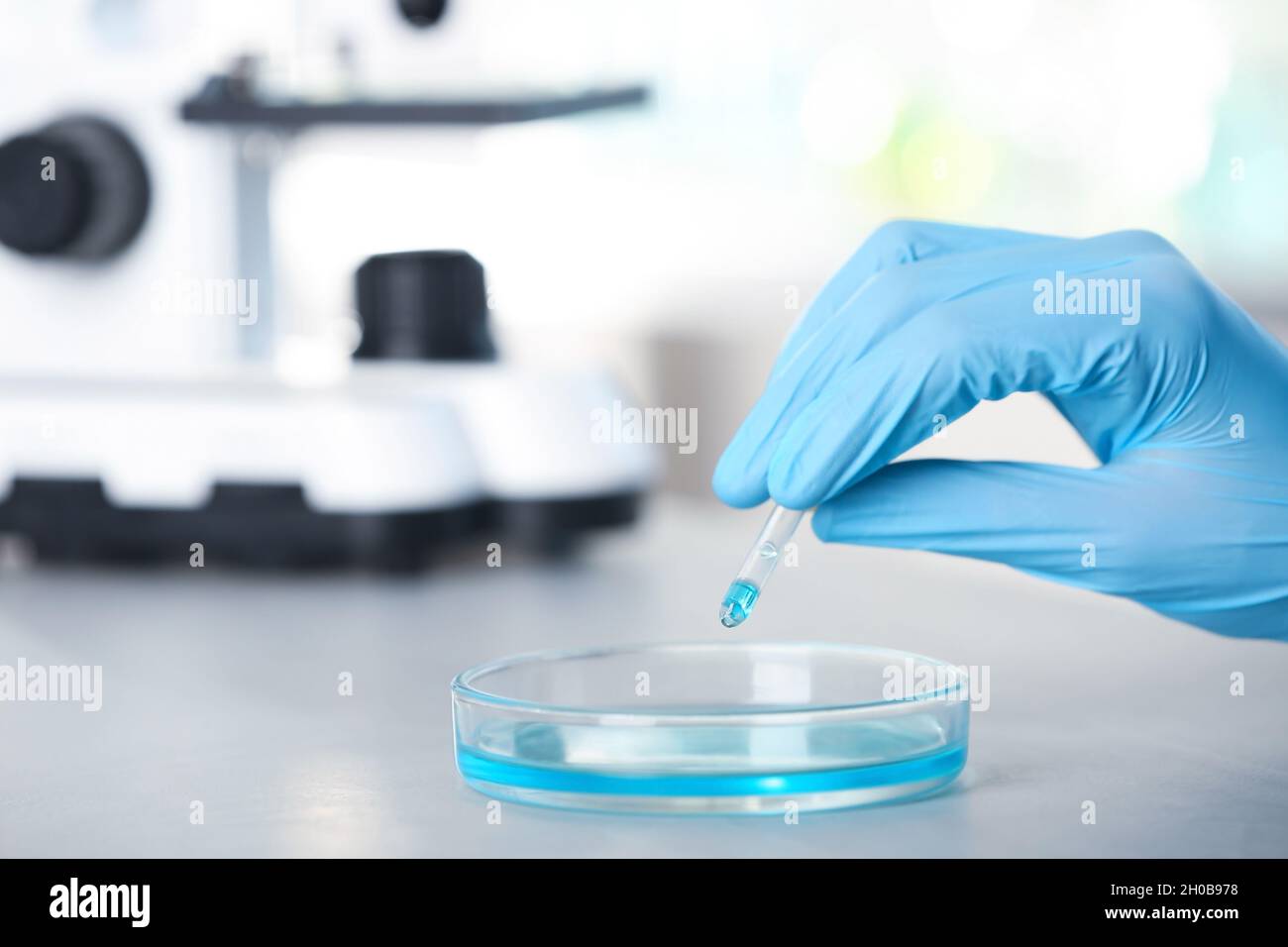 Analyst dripping reagent into petri dish with sample at laboratory ...