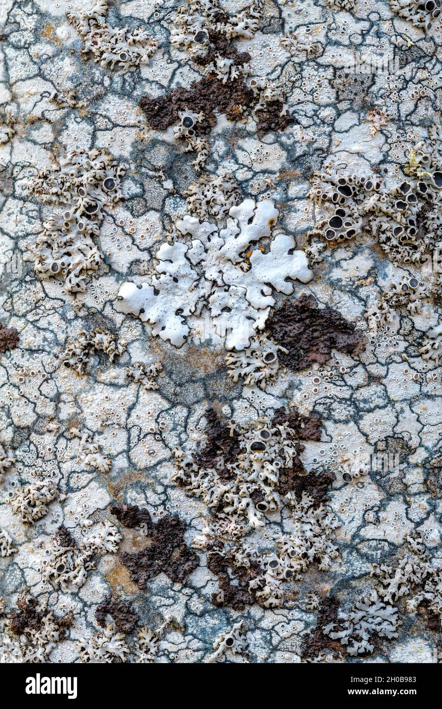 Crustaceous, gelatinous and foliaceous lichens on a mountain trunk ...