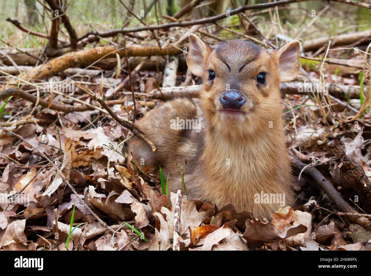 Muntjack deer (Muntiacus reevesi) lying in a woodland, England Stock ...