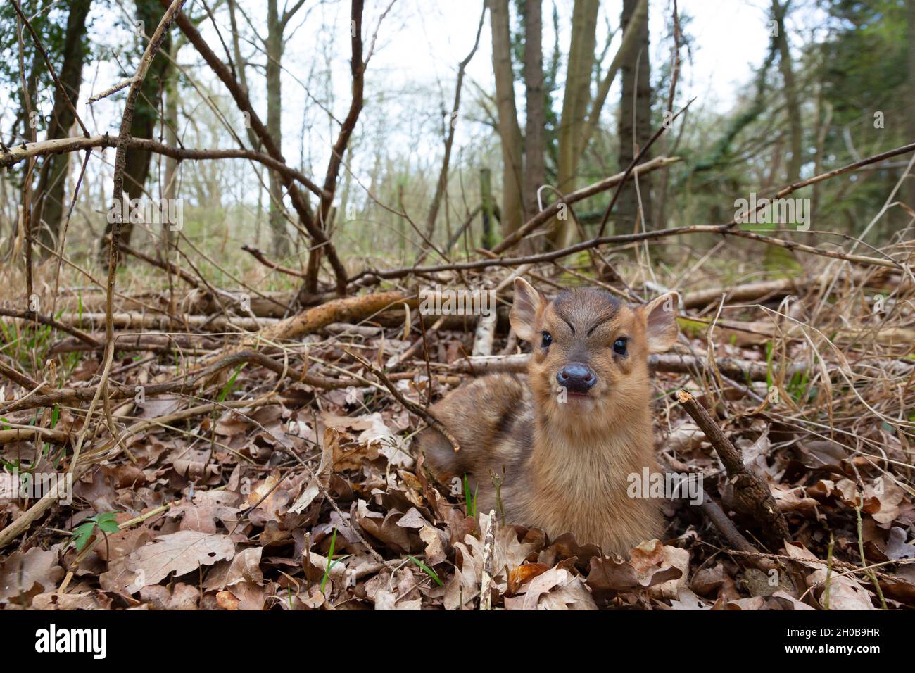 Muntjack deer (Muntiacus reevesi) lying in a woodland, England Stock ...