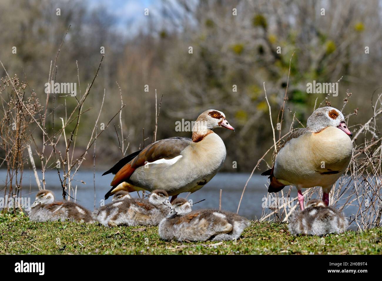 Female aegyptiacus hi-res stock photography and images - Alamy
