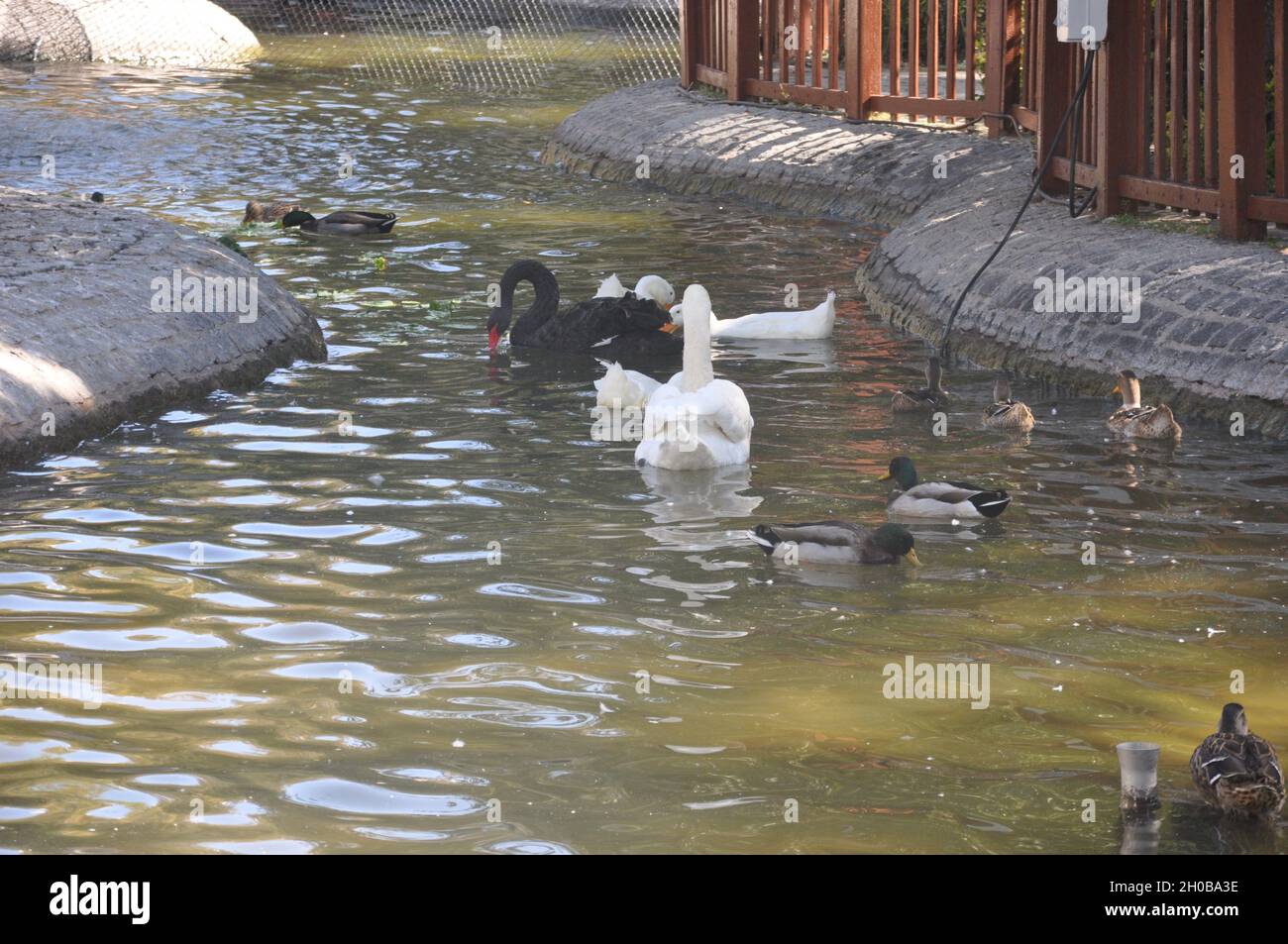 Ducks and swans on the pool Stock Photo - Alamy
