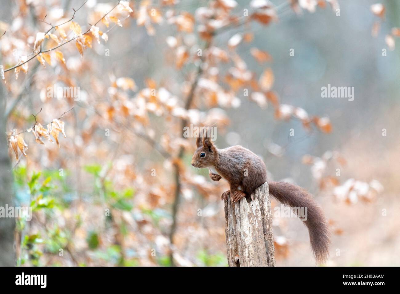 Deciduous forest spring hi-res stock photography and images - Alamy