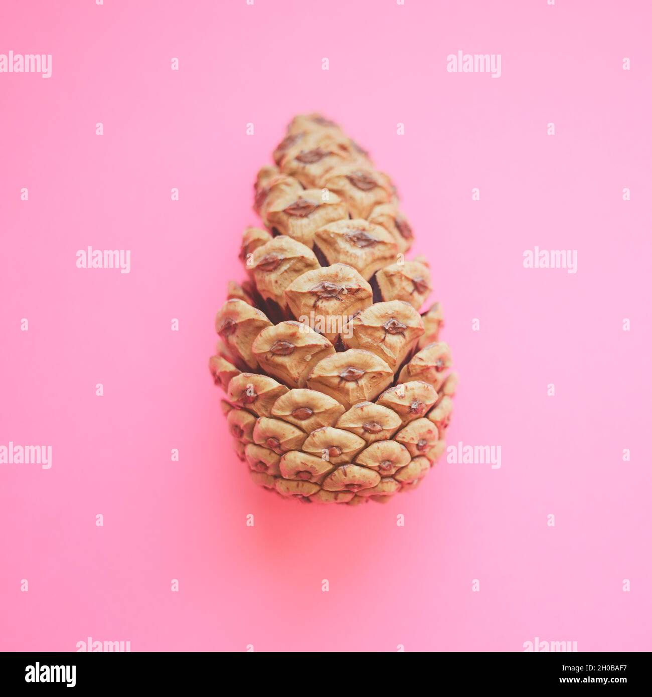 Pale pink wrap hi-res stock photography and images - Alamy