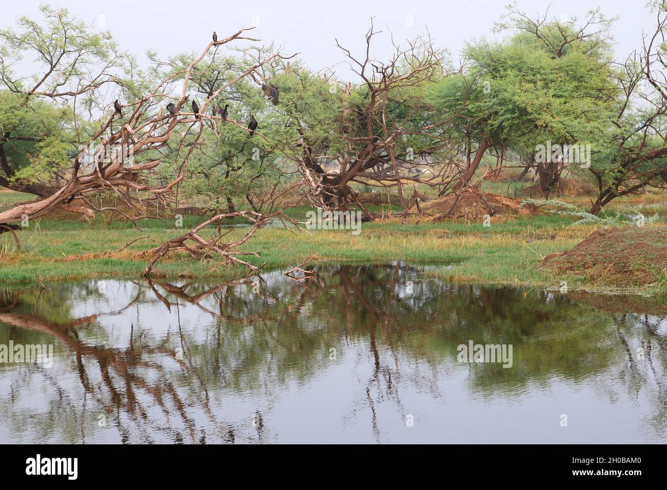 Nesting area in trees hi-res stock photography and images - Alamy