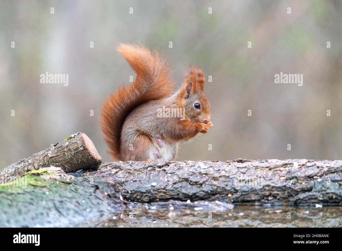 Deciduous forest spring hi-res stock photography and images - Alamy
