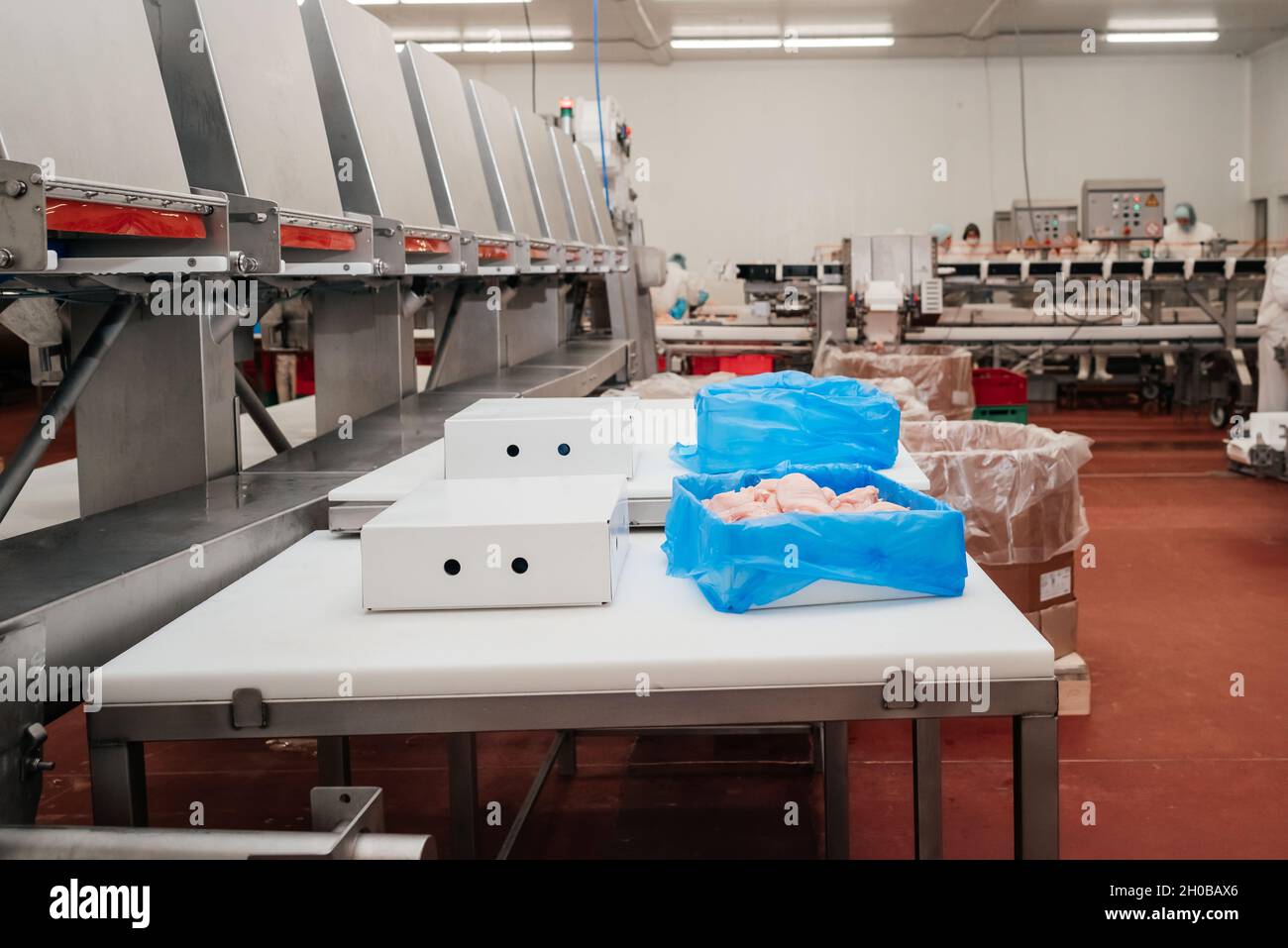 Conveyor Belt Food.The meat factory. Chicken fillet production line ...