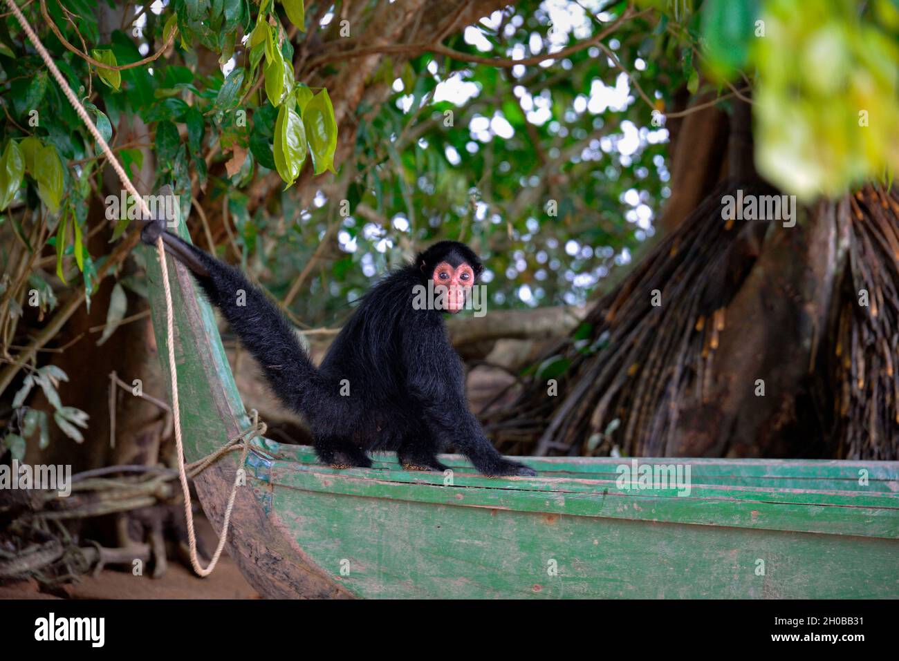 Black spider monkey (Ateles paniscus) on a dugout canoe, holding a rope ...