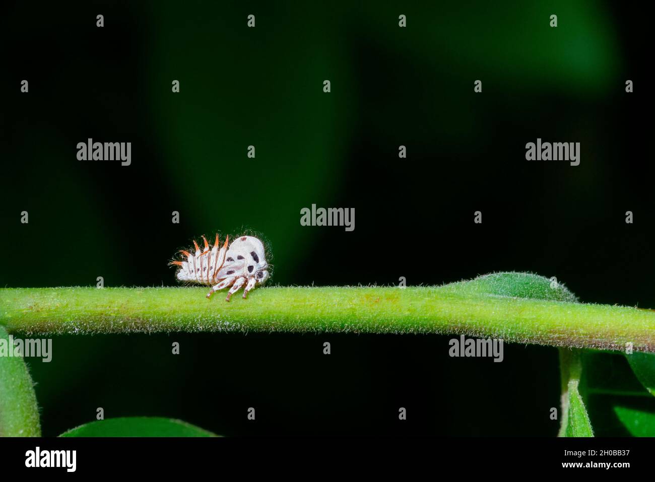 Treehopper (Membracis foliatafasciata) larva on Ylang Ylang (Cananga ...