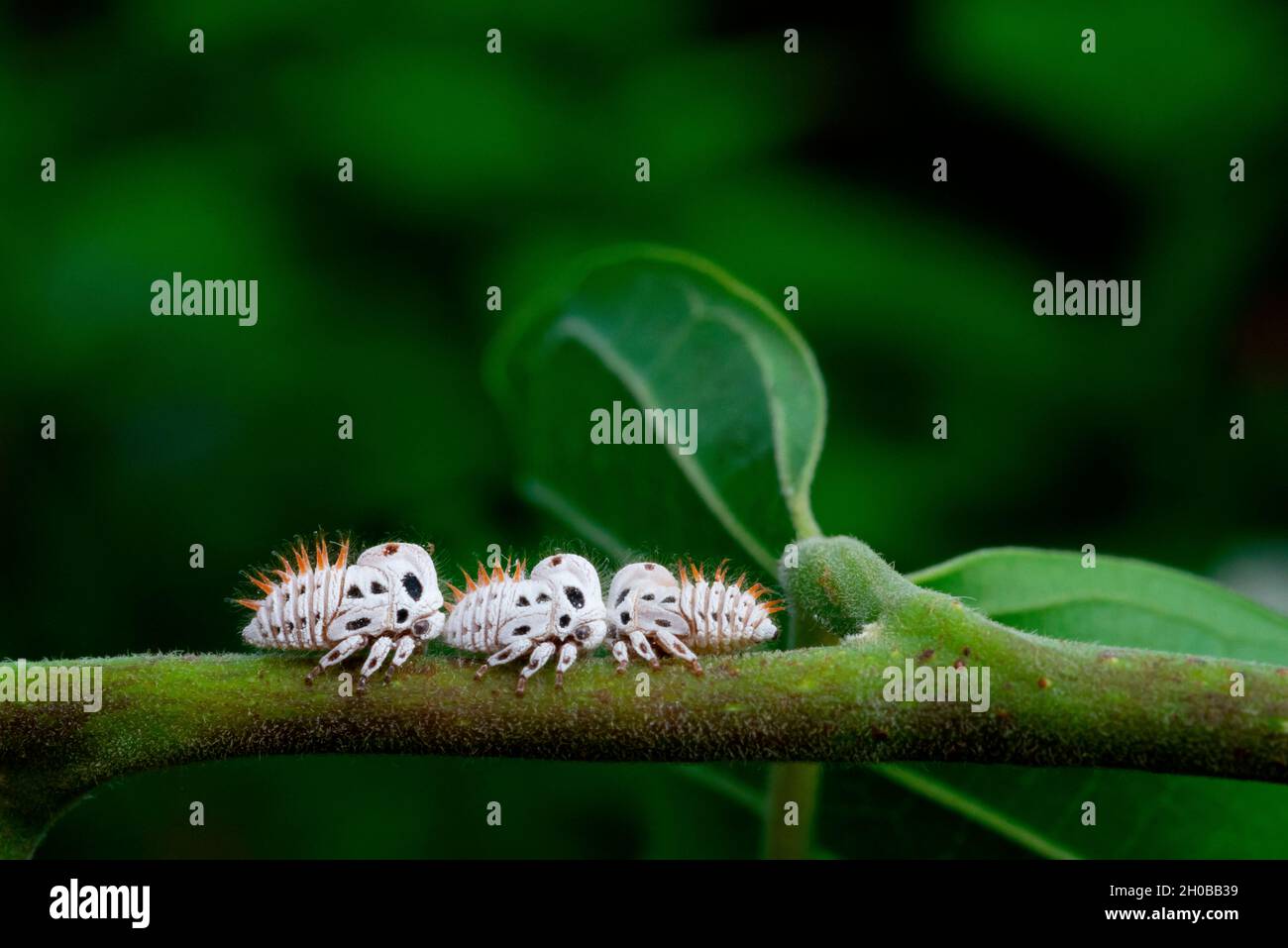 Treehopper (Membracis foliatafasciata) larvae on Ylang Ylang (Cananga ...