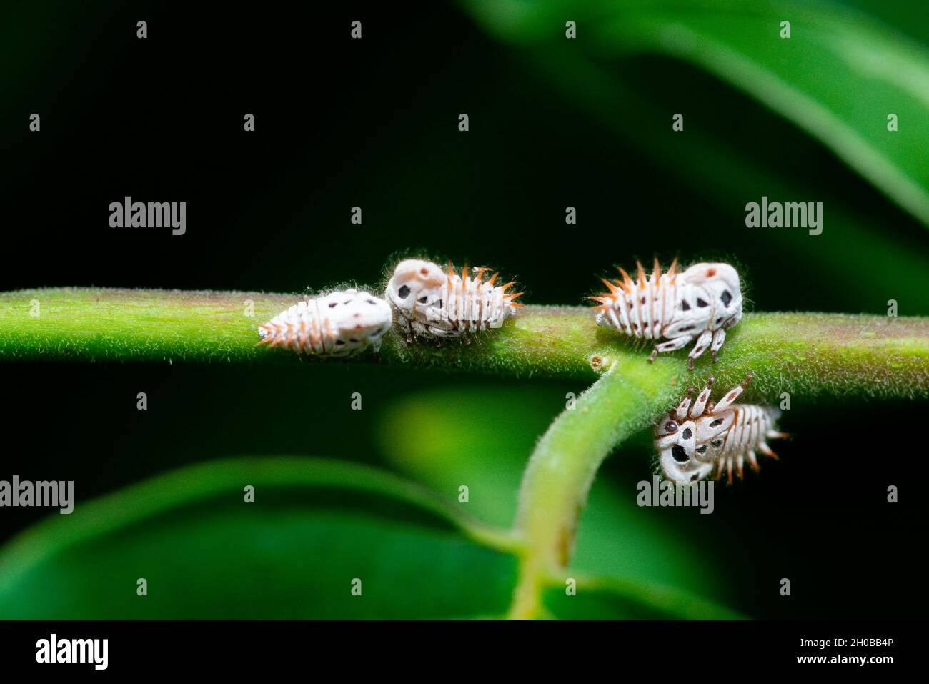 Treehopper (Membracis foliatafasciata) larvae on Ylang Ylang (Cananga ...