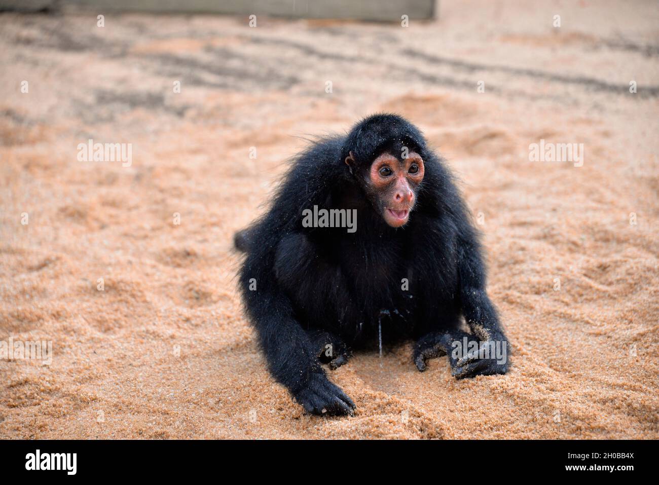 Young black spider monkey (Ateles paniscus) urinating in the sand in ...