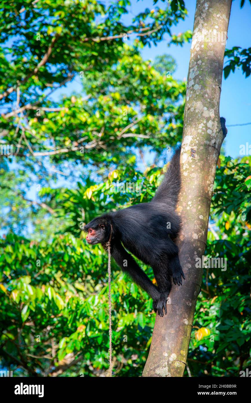 Black spider monkey (Ateles paniscus) hanging from a trunk and tied to ...