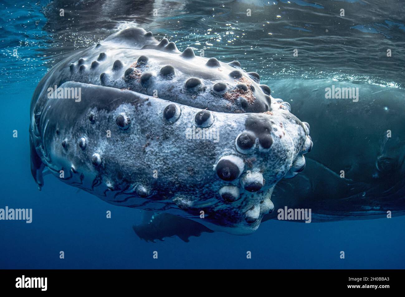 Side profile blue whale underwater hi-res stock photography and images ...
