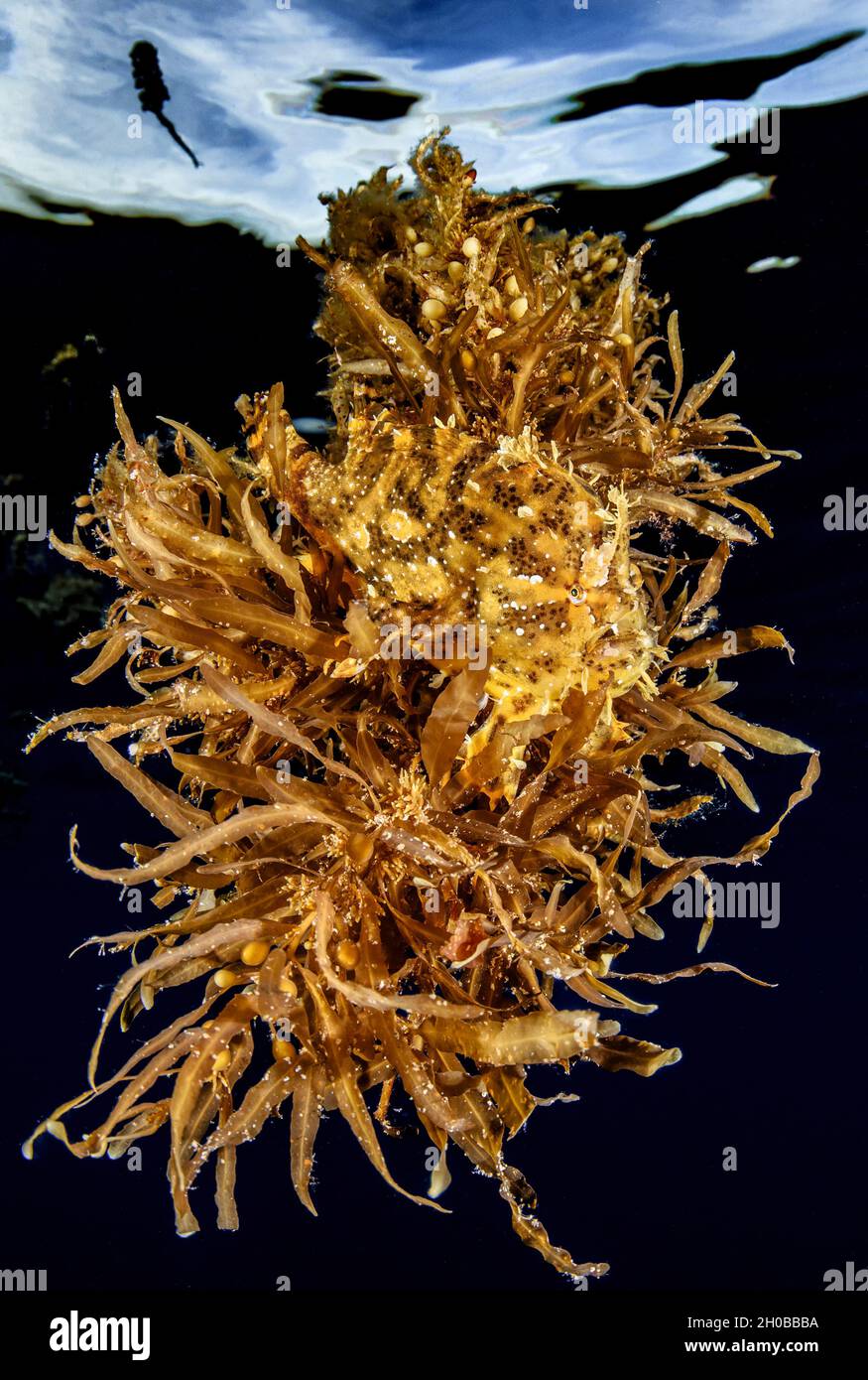 Sargassum Fish High Resolution Stock Photography and Images - Alamy