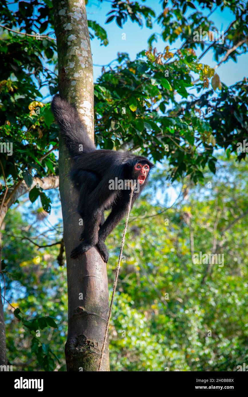 Black spider monkey (Ateles paniscus) vocalis hanging from a trunk and ...