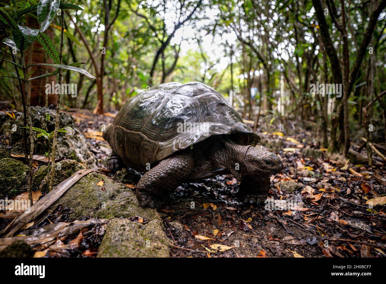A giant tortoise roams wild on the protected island of Ile Aux Aigrette ...