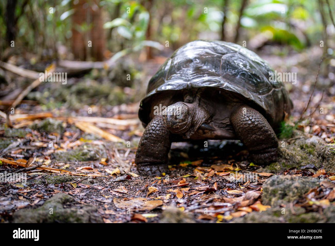 A giant tortoise roams wild on the protected island of Ile Aux Aigrette ...