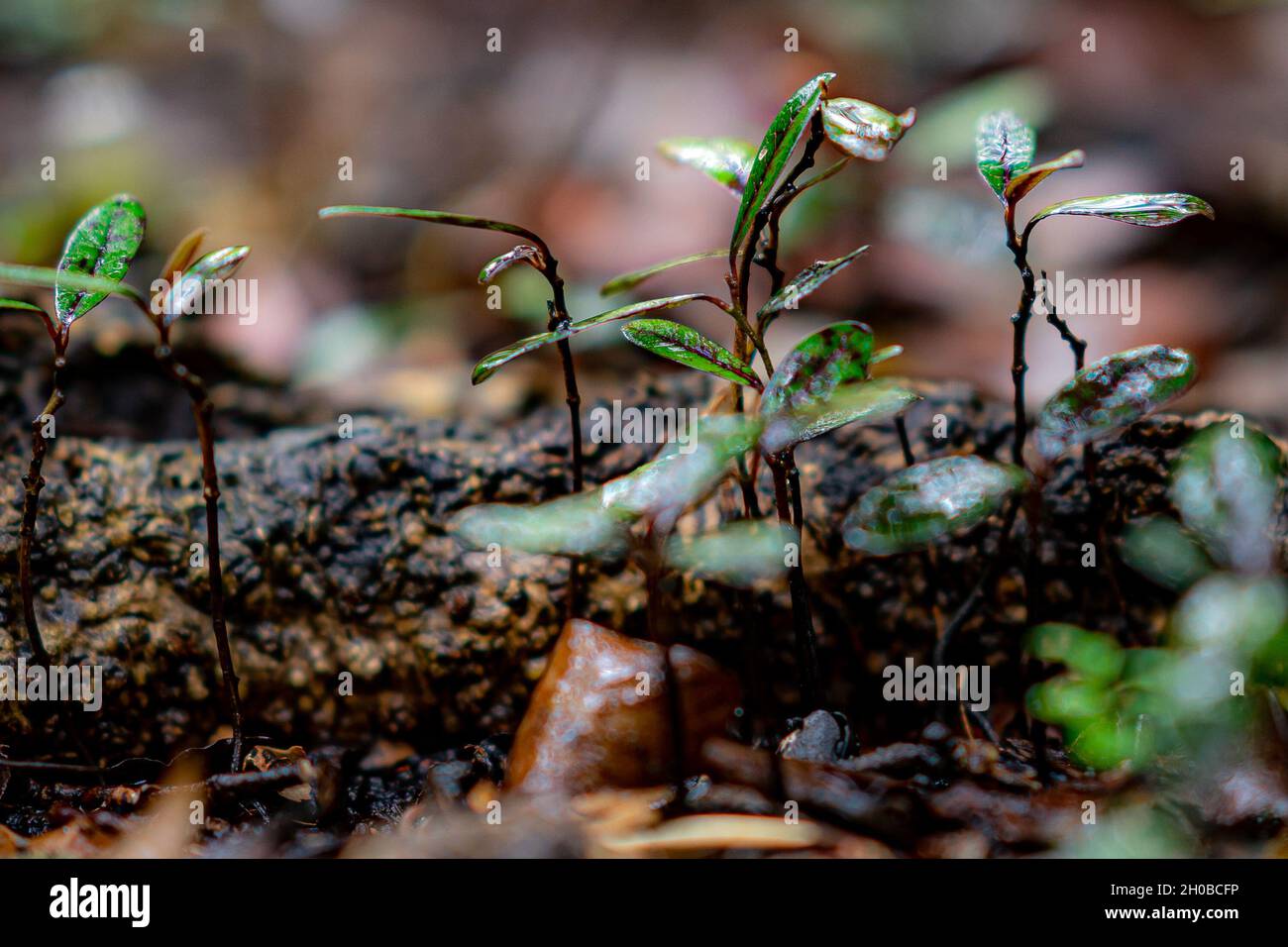 Young ebony tree saplings grow wild to regenerate previously felled ...
