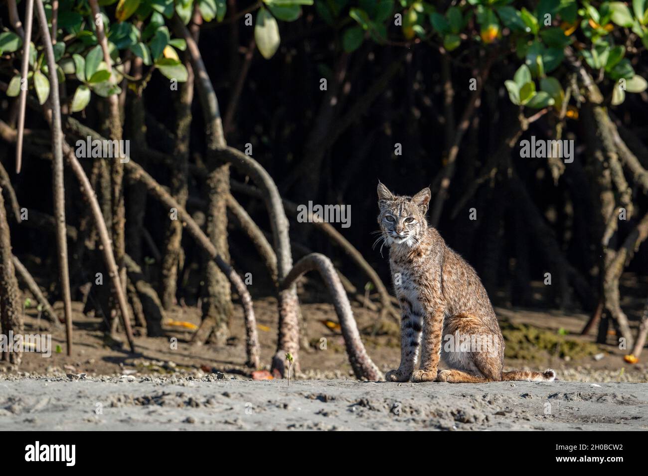 Lynx (Lynx rufus) Lynx in mnagroves in channels near San Carlos BCS ...
