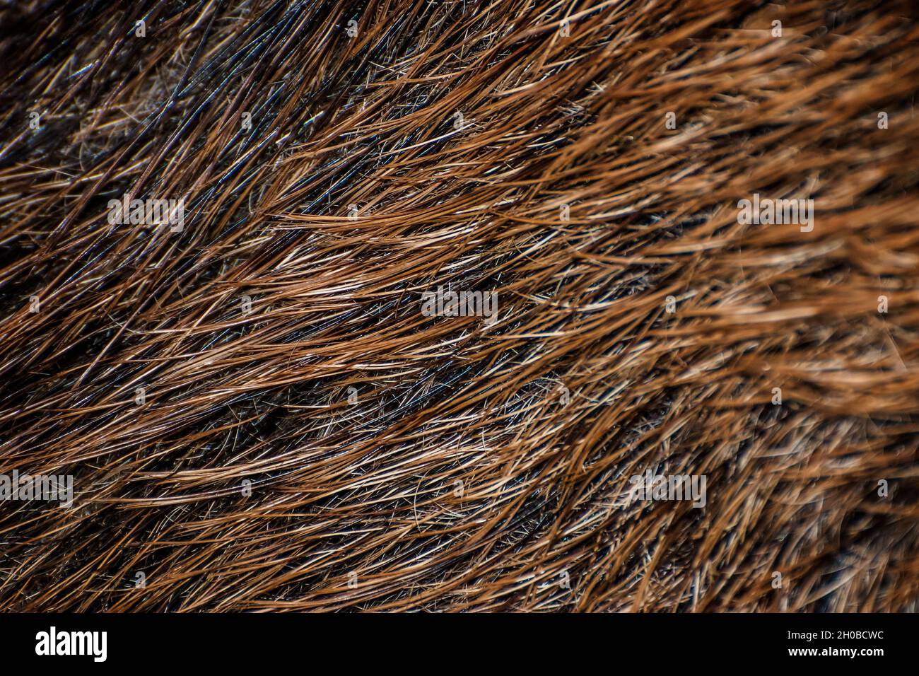 Texture skin wild boar background hi-res stock photography and images ...