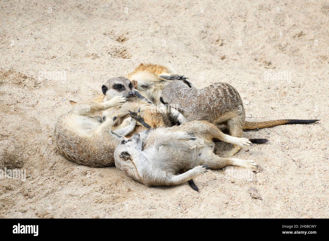 Meerkat Family Playing in sand Stock Photo - Alamy