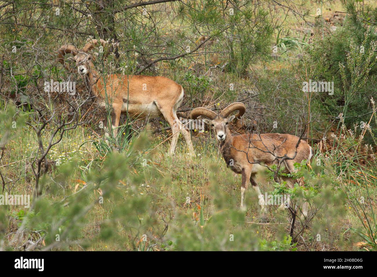 Cyprus Mouflon (Ovis orientalis ophion) males in the mountains of ...