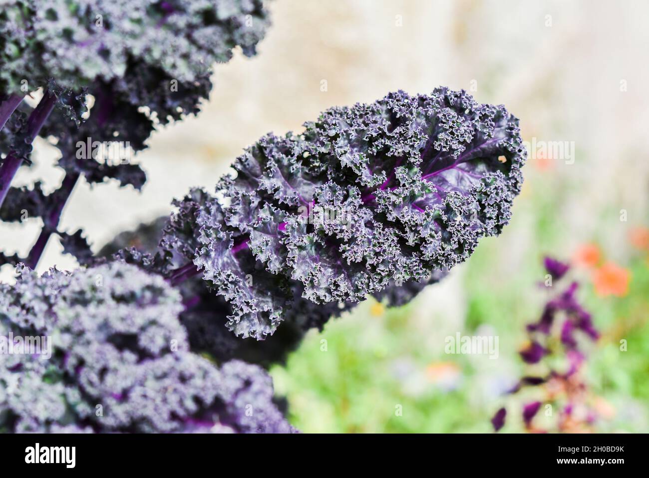 Red leaf kale hi-res stock photography and images - Alamy