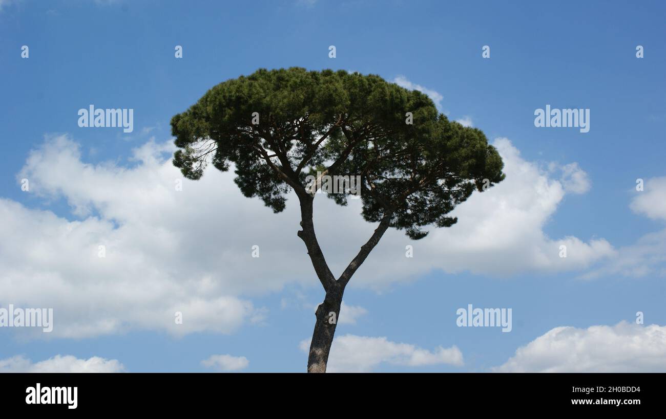 Horizontal shot of a tree under the blue sky. Rome, Italy Stock Photo ...