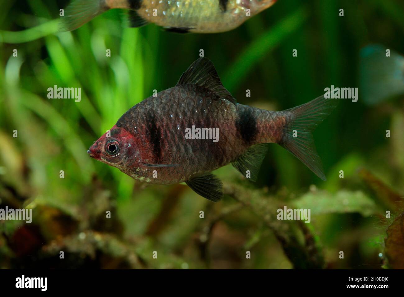 Pethia hi-res stock photography and images - Alamy